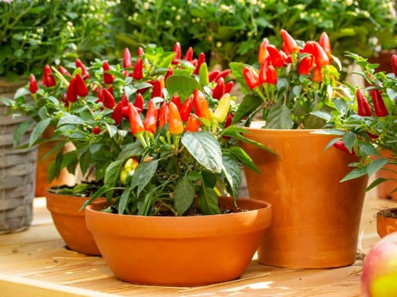 Sembrar chiles en casa | Rancho Natura